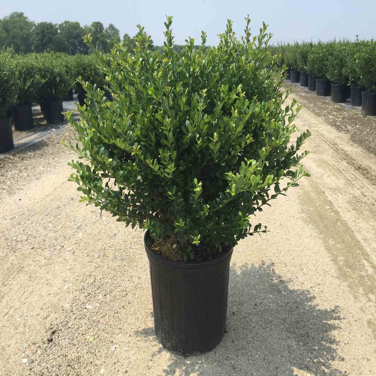 Ilex Crenata Bennetts Compacta Japanese Holly | SiteOne
