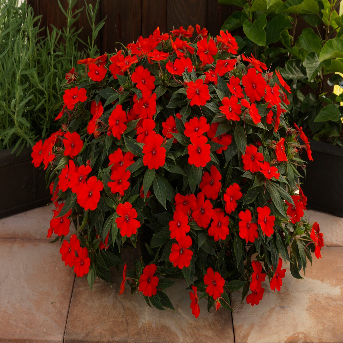 Impatiens X Hybrida SunPatiens Vigorous Red Impatiens | SiteOne