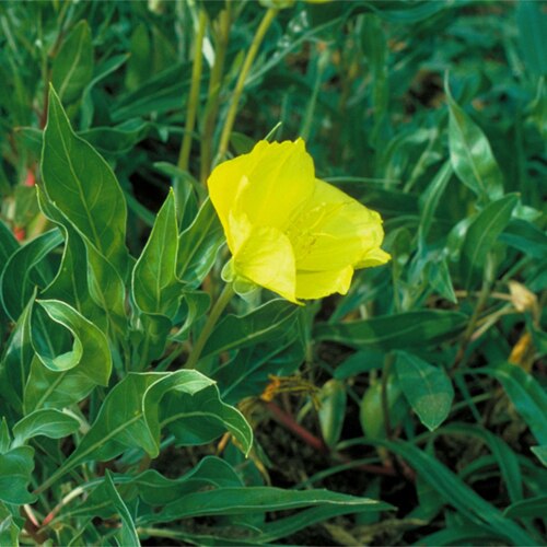 Oenothera Macrocarpa (Missouriensis) Missouri Evening P | SiteOne