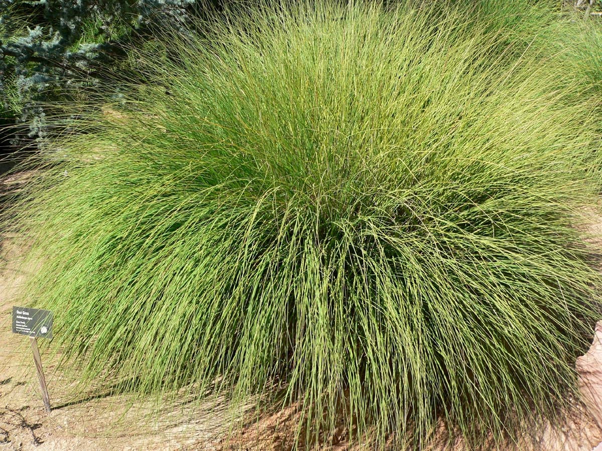 Muhlenbergia Rigens Deer Grass | SiteOne