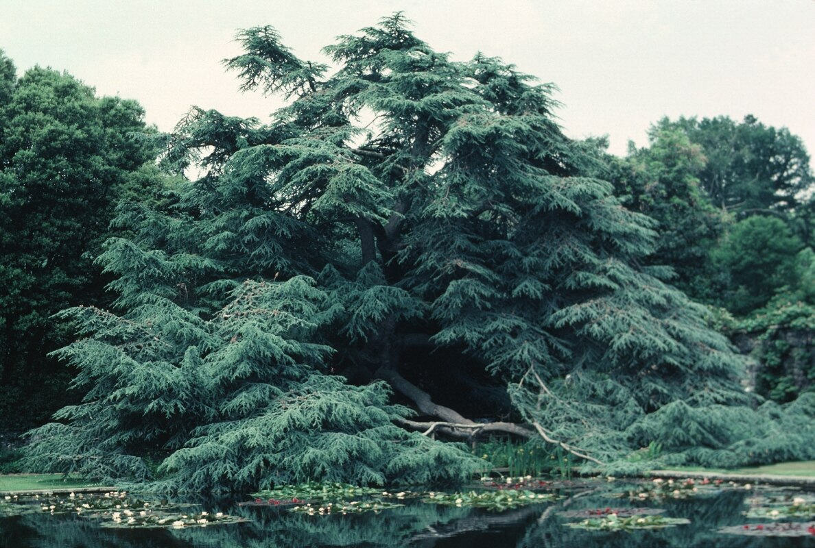 Cedrus Atlantica Glauca Blue Atlas Cedar | SiteOne