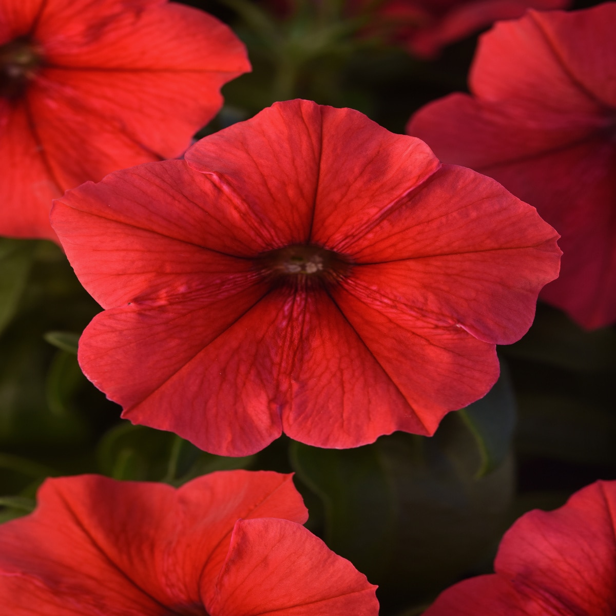 Petunia X Hybrida Madness Red Petunia | SiteOne