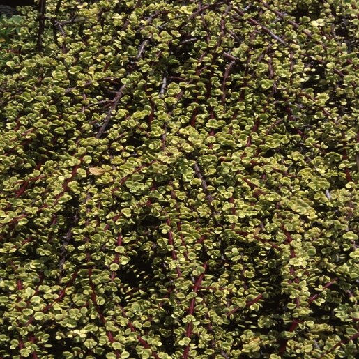 Portulacaria Afra Variegata Rainbow Elephant Bush | SiteOne