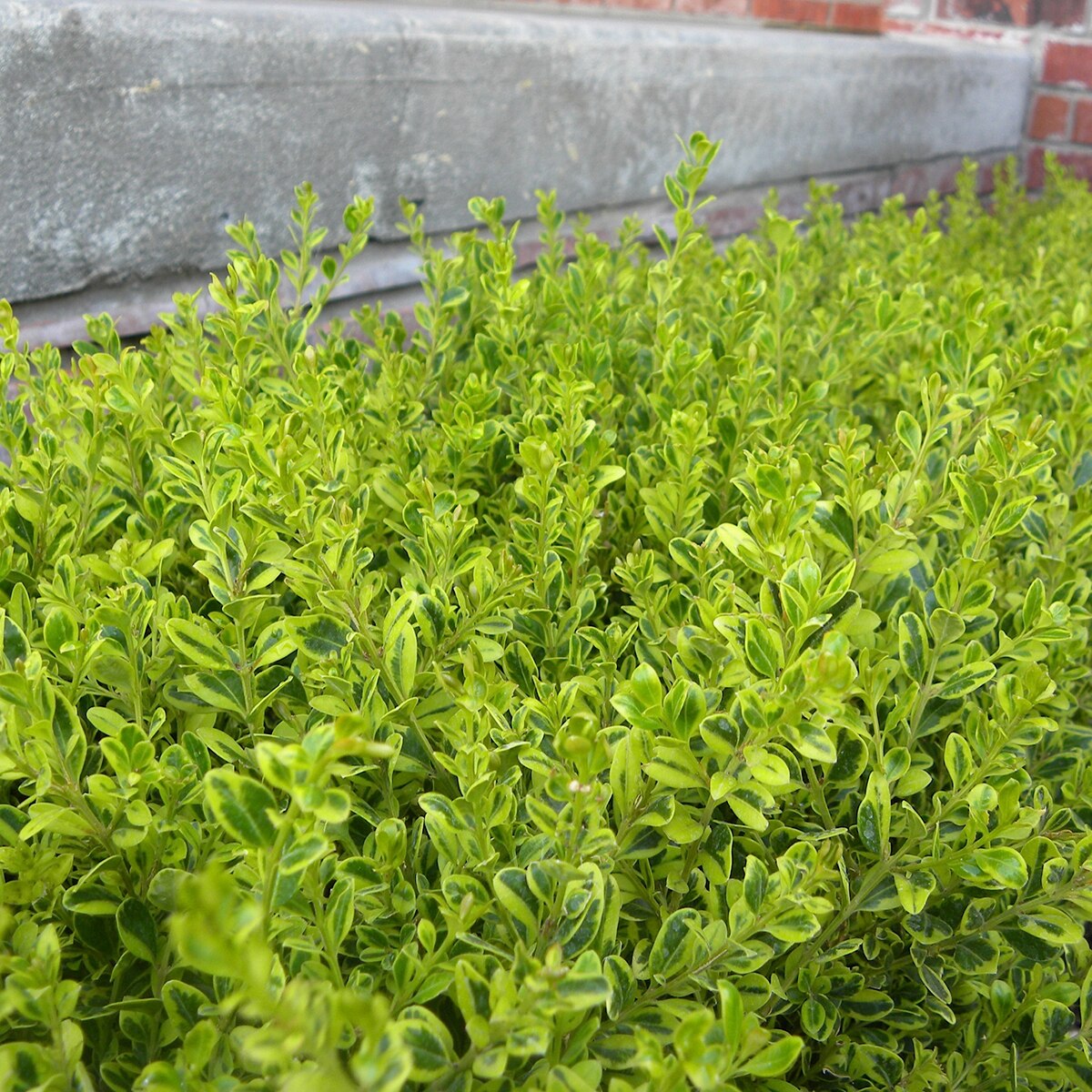 Buxus Microphylla Golden Dream Boxwood | SiteOne