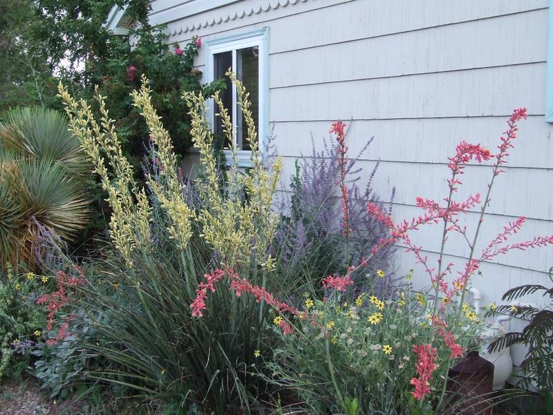 Hesperaloe Parviflora Yellow Yellow Yucca | SiteOne