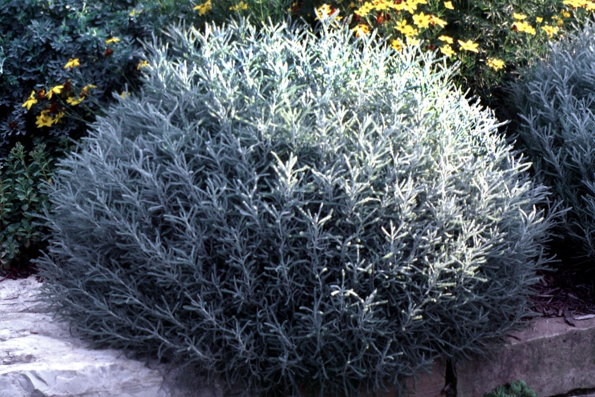 Santolina Chamaecyparissus Lavender Cotton | SiteOne