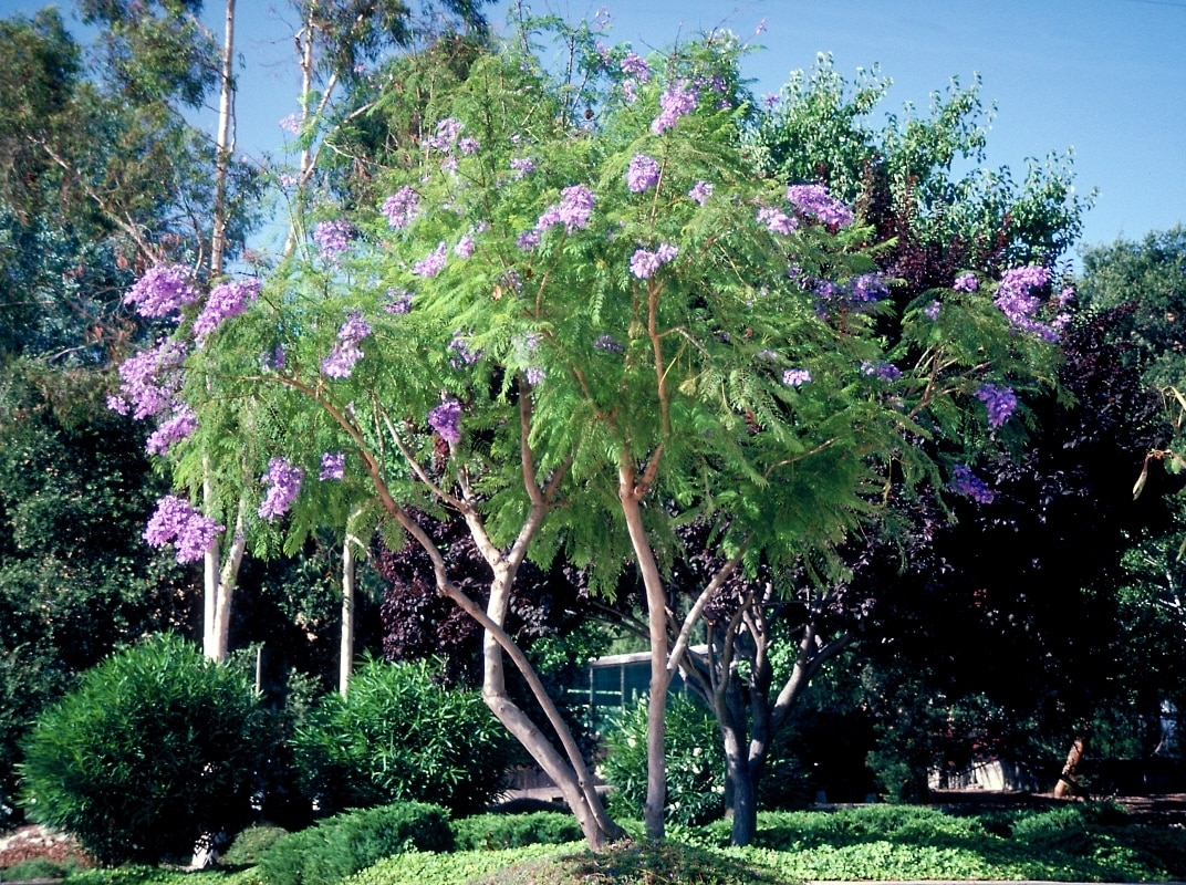 Jacaranda Mimosifolia Jacaranda | SiteOne