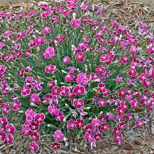 Dianthus X Fire and Ice Pinks | SiteOne
