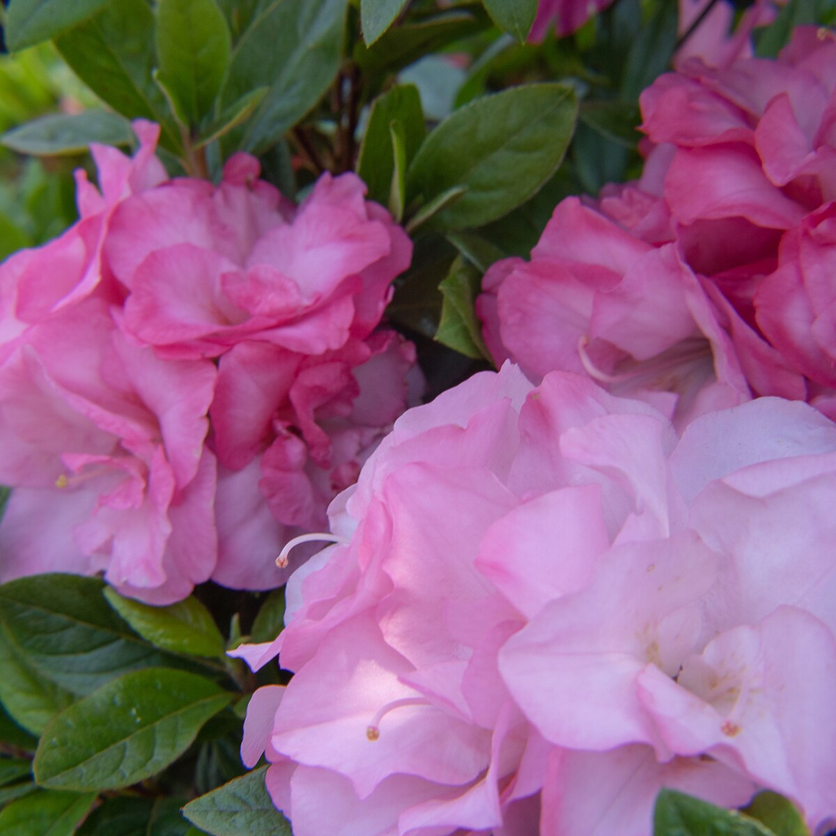 Rhododendron X ReBloom Pink Snowcap Azalea | SiteOne