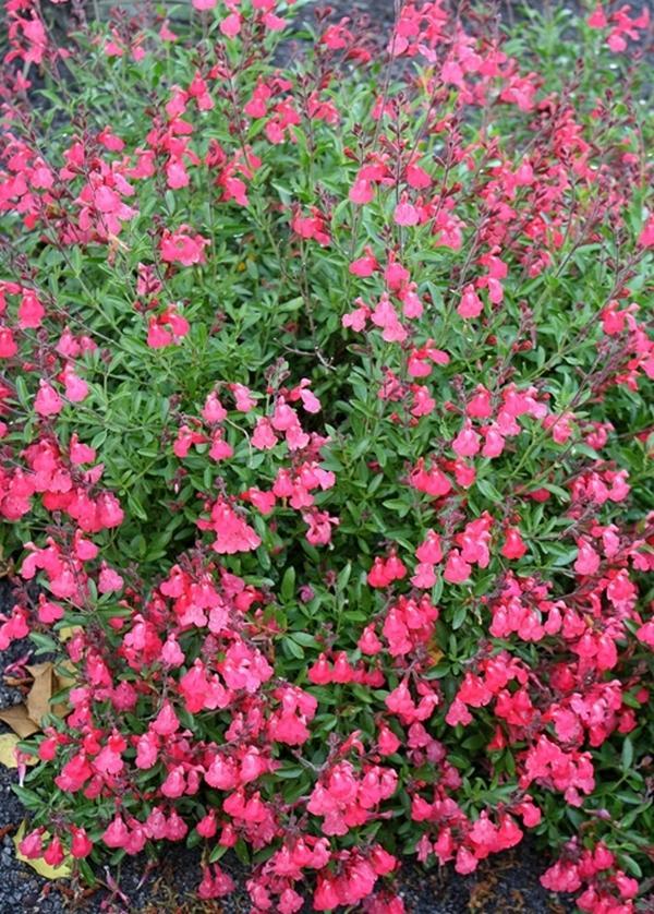 Salvia Greggii Lipstick Autumn Sage | SiteOne
