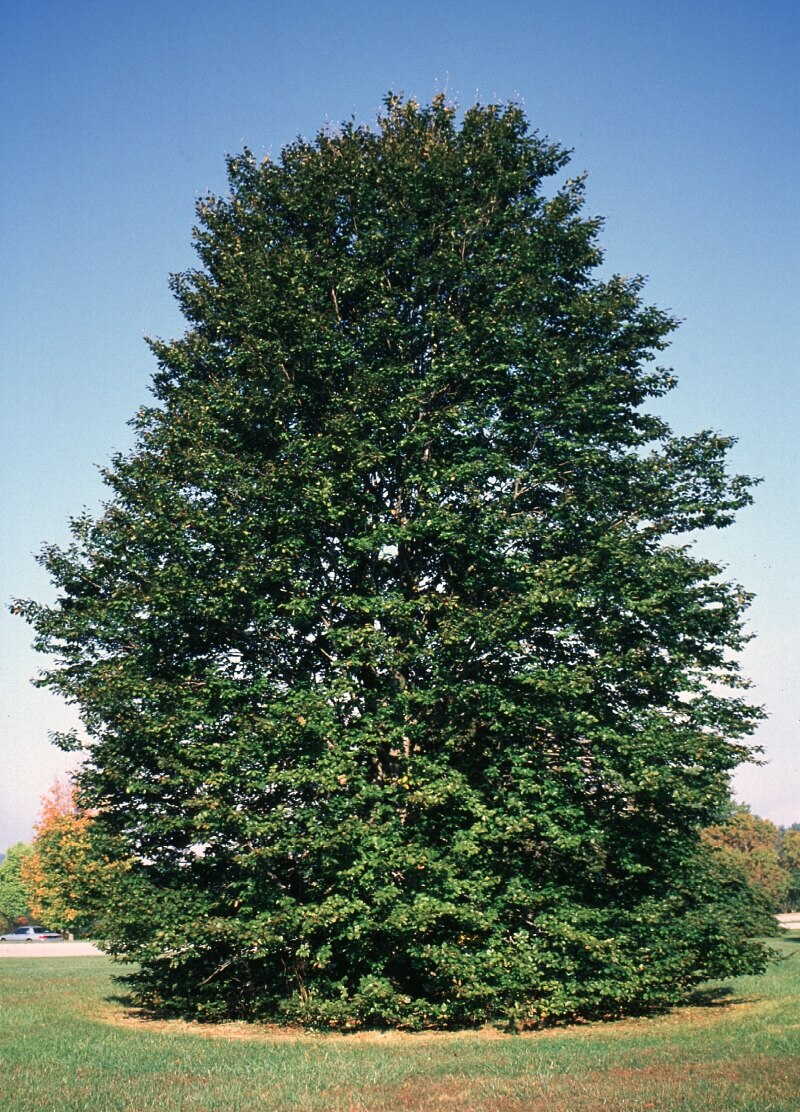 Fagus Sylvatica Riversii European Beech | SiteOne