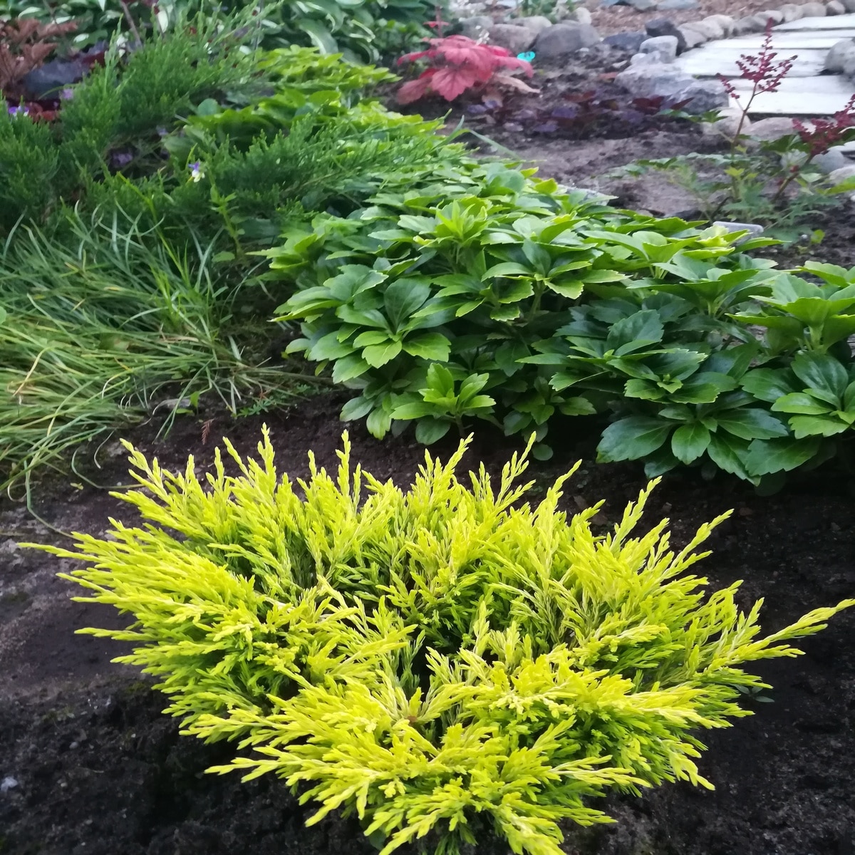 Juniperus Horizontalis Limeglow Creeping Juniper | SiteOne