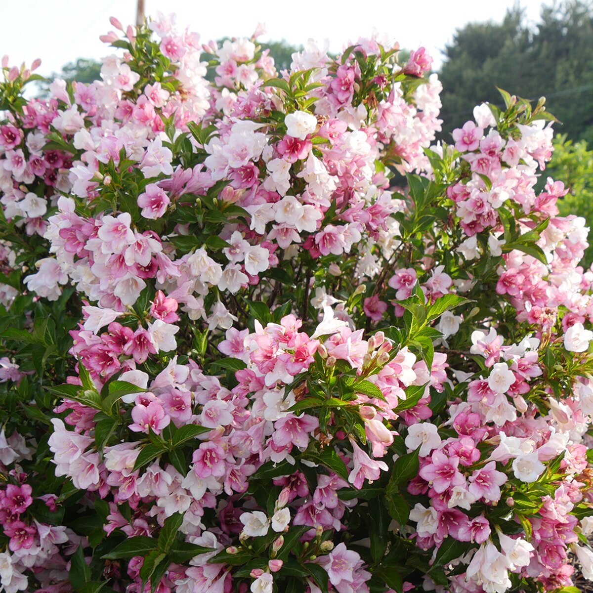Weigela Florida Czechmark Trilogy Weigela | SiteOne