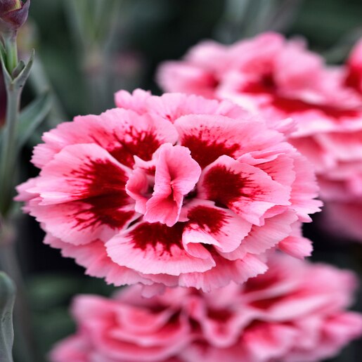Dianthus X Scent First Sugar Plum Pinks | SiteOne