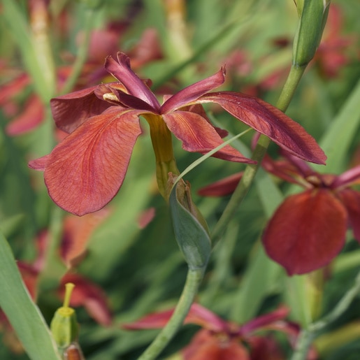 Iris Fulva Copper Iris | SiteOne