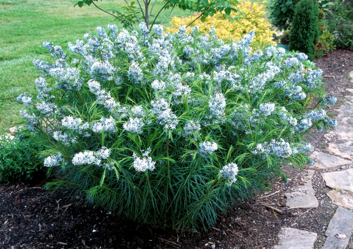 Amsonia Hubrichtii Hubrichts Bluestar | SiteOne