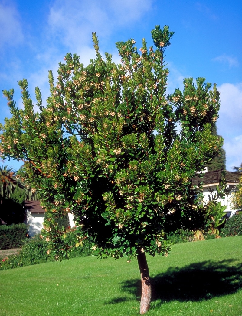 Arbutus Unedo Strawberry Tree | SiteOne