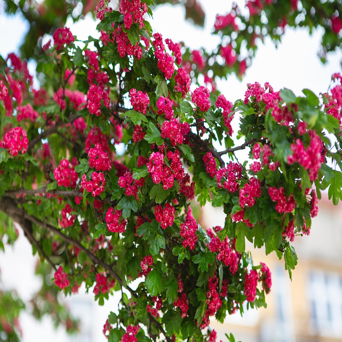 Crataegus Laevigata Pauls Scarlet English Hawthorn | SiteOne