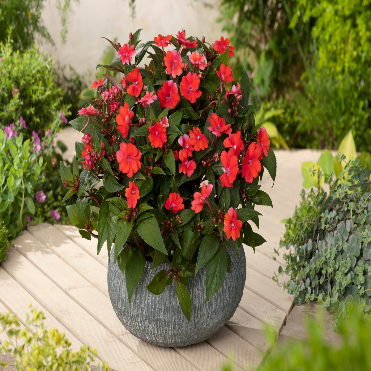 Impatiens X Hybrida SunPatiens Vigorous Red Impatiens | SiteOne