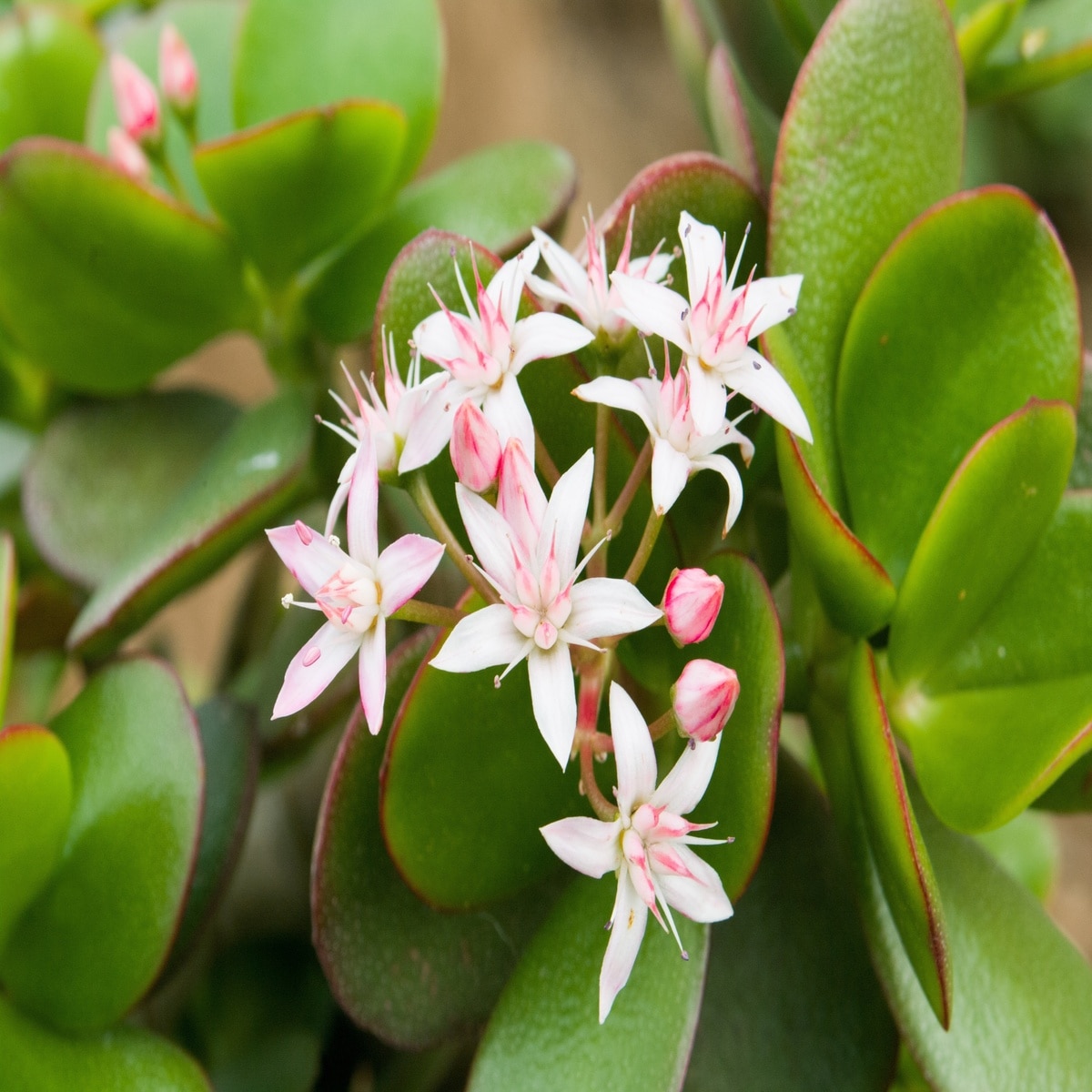 Crassula Multicava Fairy Crassula | SiteOne