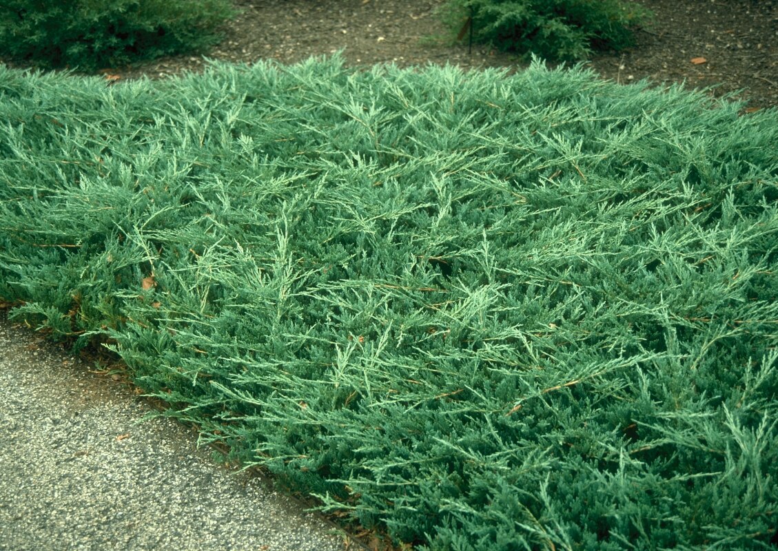 Juniperus Horizontalis Bar Harbor Creeping Juniper | SiteOne