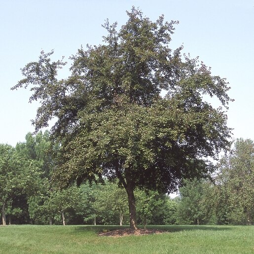 Malus X Moerlandsii Profusion Crabapple | SiteOne