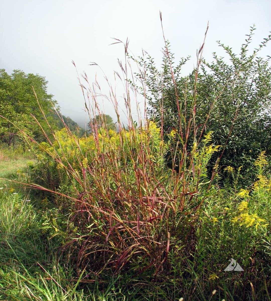 LESCO Native Tall Grass Seed Bulk (1 lb. minimum) | SiteOne