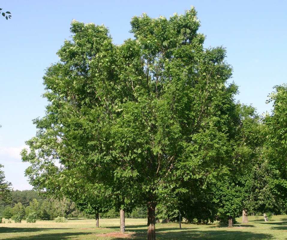 Ulmus Parvifolia Emer I Athena Chinese Elm | SiteOne