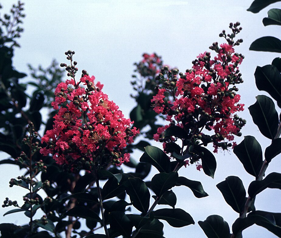 Lagerstroemia Indica X Fauriei Comanche Crape Myrtle | SiteOne