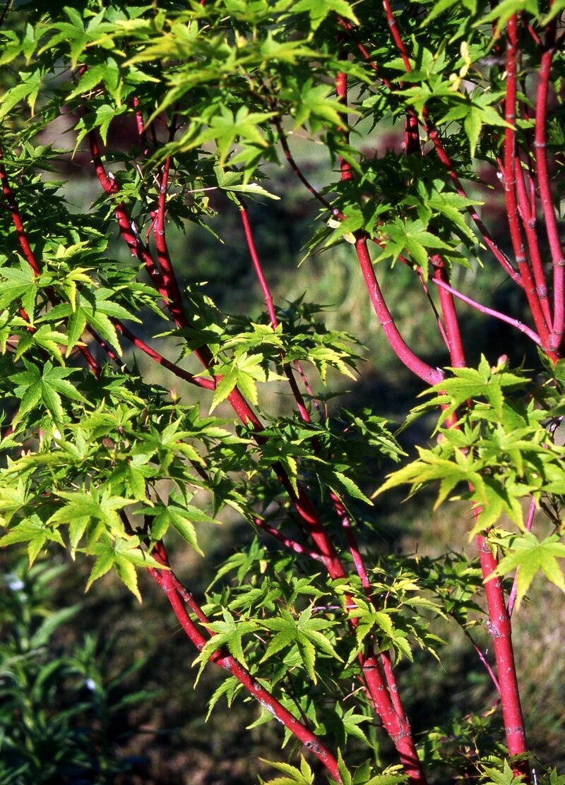 Acer Palmatum Sangokaku Coral Bark Japanese Maple | SiteOne
