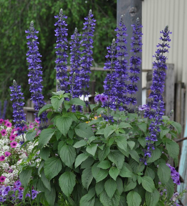 Salvia Farinacea Balsalmisp Mystic Spires Blue Mealy Cu | SiteOne