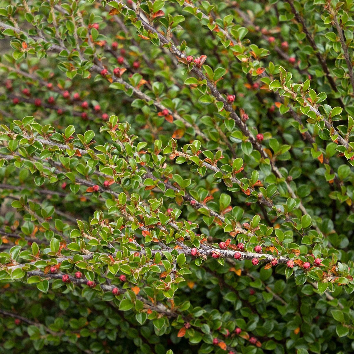 Cotoneaster Apiculatus Tom Thumb Creeping Cotoneaster | SiteOne