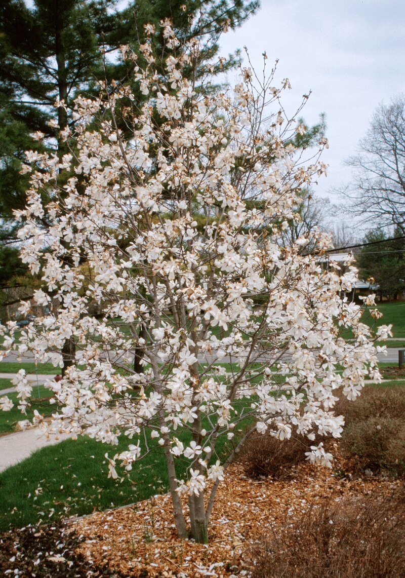 Magnolia Stellata Star Magnolia | SiteOne