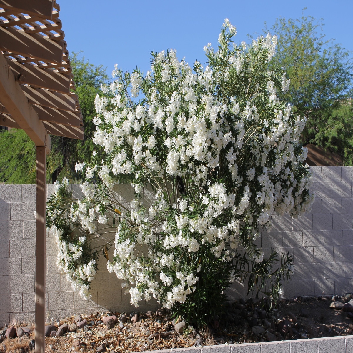 Nerium Oleander Petite White Oleander | SiteOne