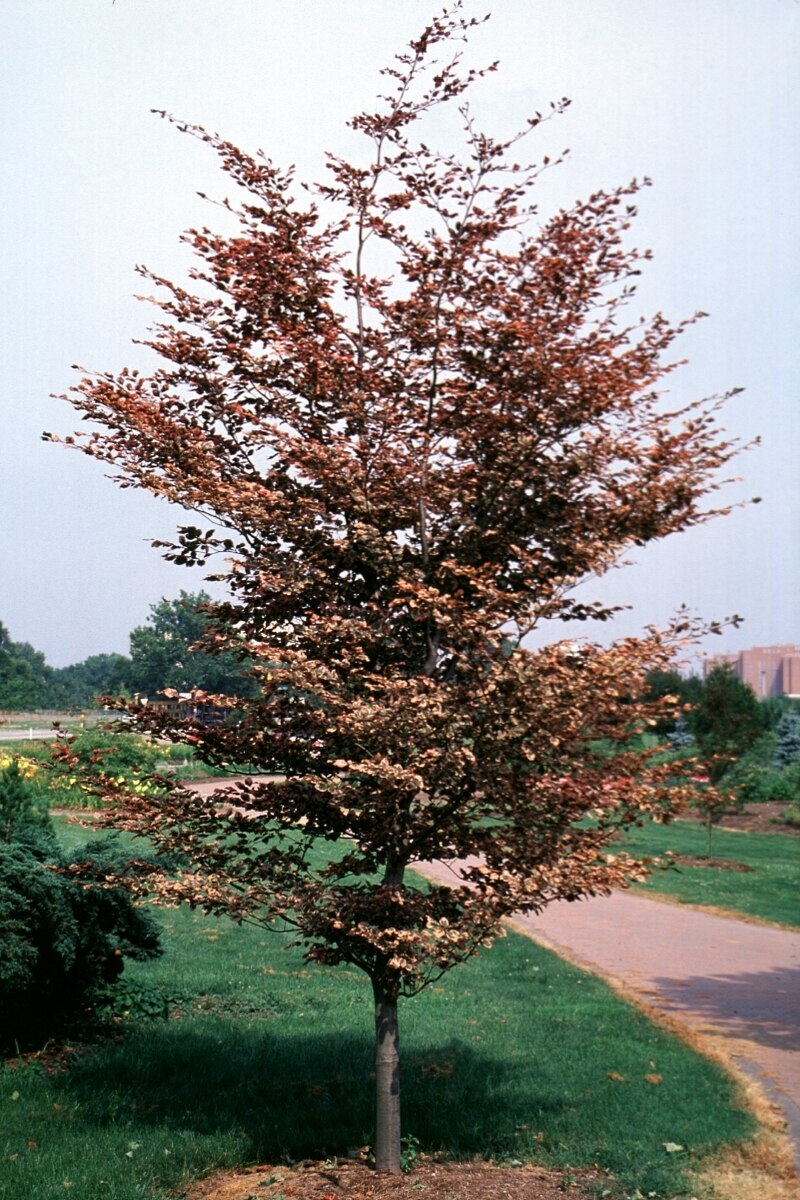 Fagus Sylvatica Purpurea Tricolor European Beech | SiteOne