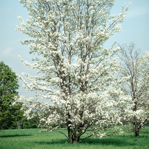 Pyrus Calleryana Aristocrat Flowering Pear | SiteOne
