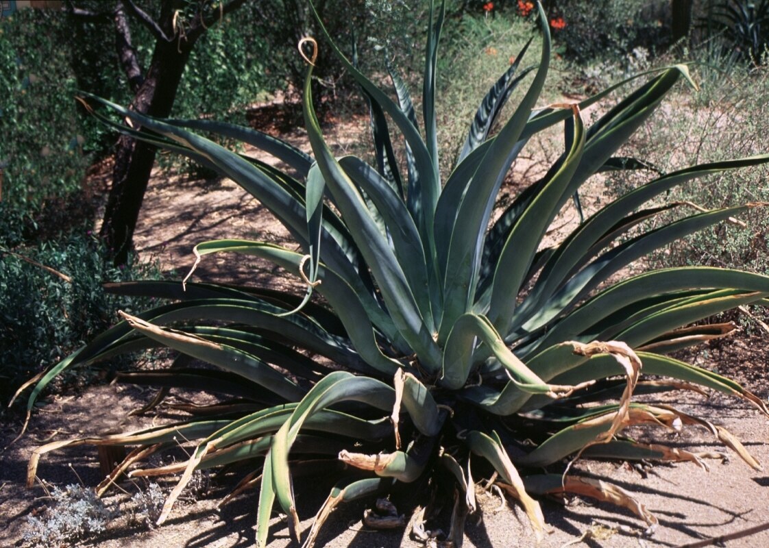Agave Vilmoriniana Octopus Agave | SiteOne