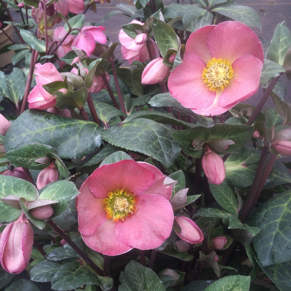 Helleborus X FrostKiss Pennys Pink Lenten Rose | SiteOne