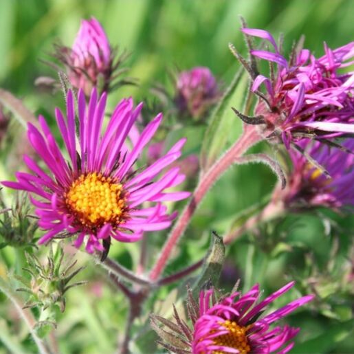 New England Conservation & Wildlife Seed Mix (lb) | SiteOne