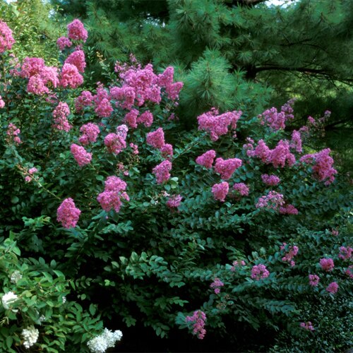 Lagerstroemia Indica X Fauriei Hopi Crape Myrtle | SiteOne