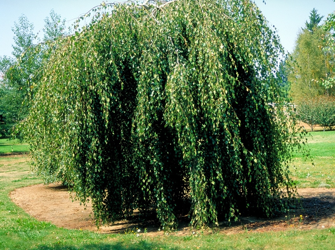 Betula Pendula Youngii Weeping Birch | SiteOne