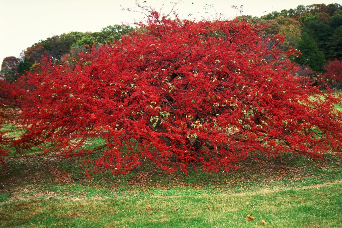 Malus Sargentii - Sargent Crabapple 1.5 in. | SiteOne
