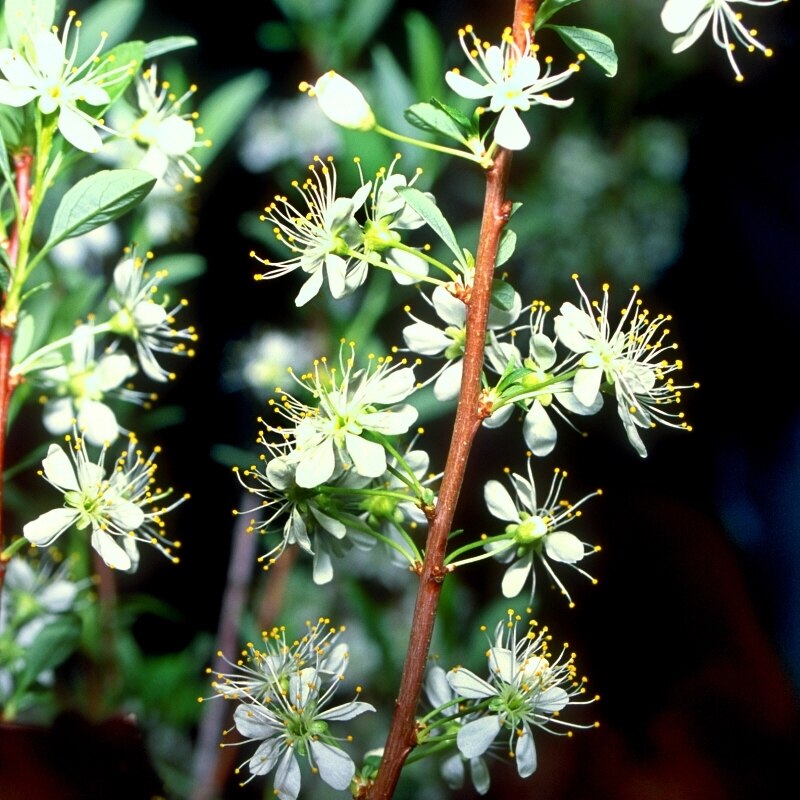 Prunus Besseyi Sand Cherry | SiteOne