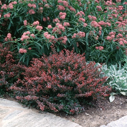 Berberis Thunbergii Crimson Pygmy Dwarf Japanese Barber | SiteOne