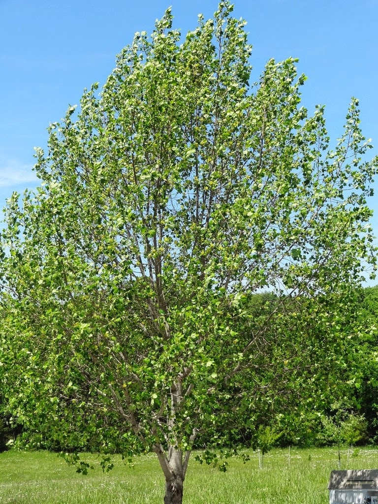 Liriodendron Tulipifera Little Volunteer Tulip Tree | SiteOne