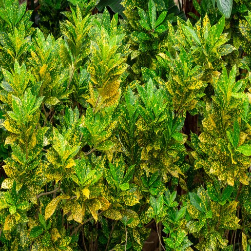 Codiaeum Variegatum Gold Dust Croton | SiteOne