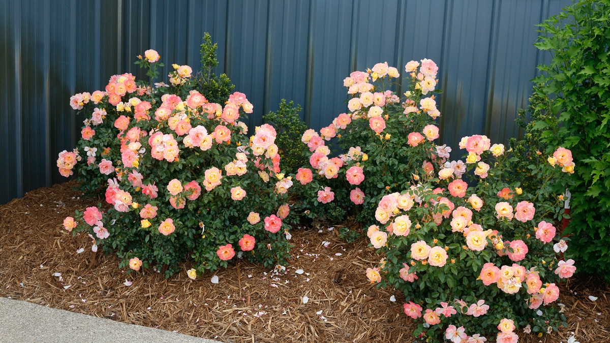 Rosa X Oso Easy Chewnicebell Italian Ice Rose | SiteOne