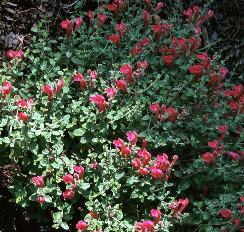 Scutellaria Suffrutescens Cherry Skullcap | SiteOne