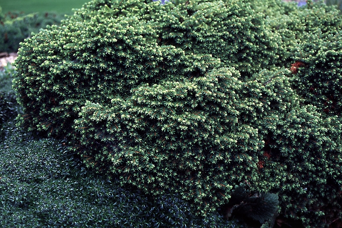 Picea Abies Little Gem Dwarf Norway Spruce | SiteOne