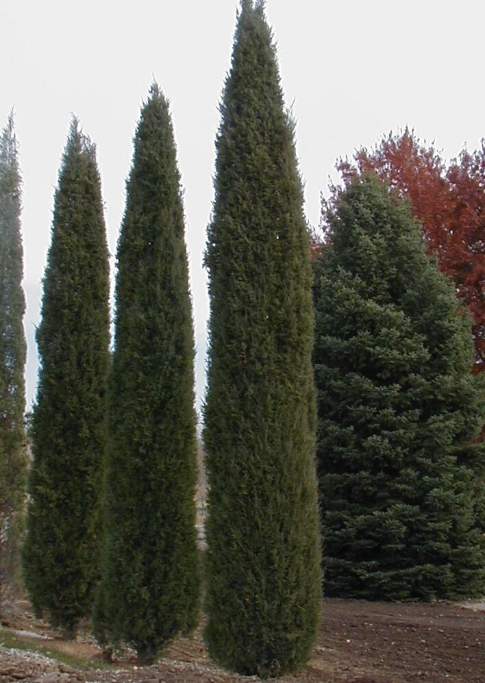 Juniperus Virginiana Taylor Eastern Red Cedar | SiteOne